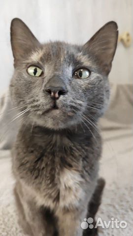 Рианна молодая ласковая беспроблемная кошка