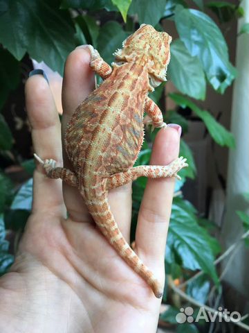 Детёныши Бородатой Агамы