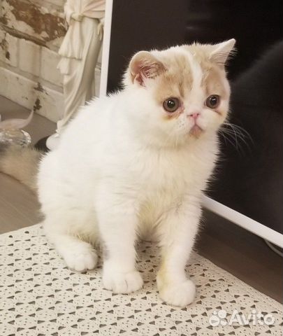 Экзотическая короткошёрстная