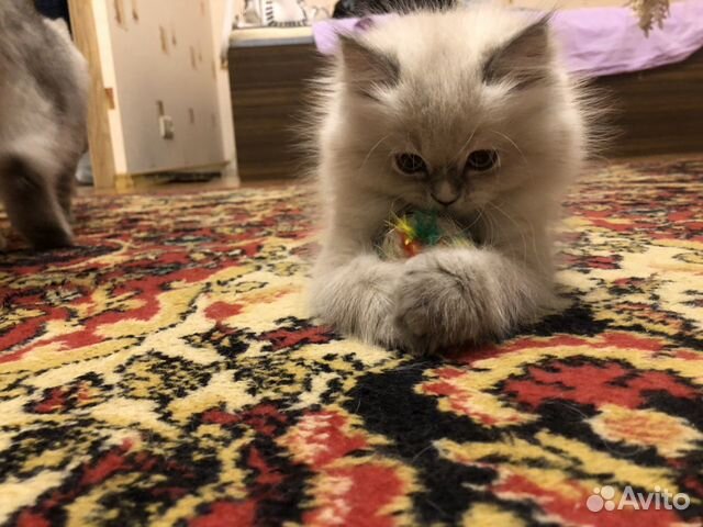 Котёнок персидской шиншиллы