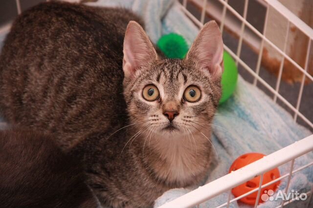 Полосатая малышня в дар