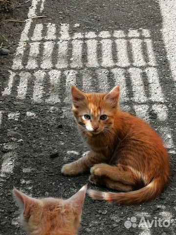 Отдадим котят(едят мышей и крыс) в добрые руки