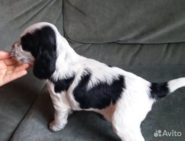 Отдам щенков спаниелек