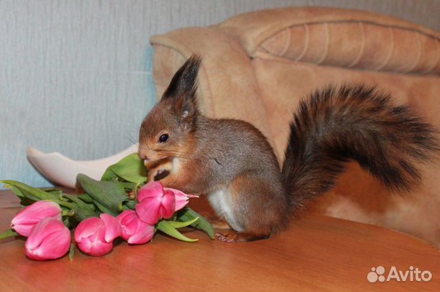 Продам белку