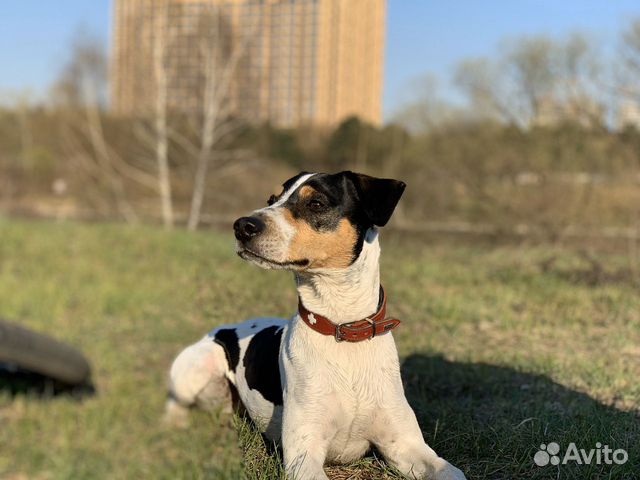 Кобель для вязки