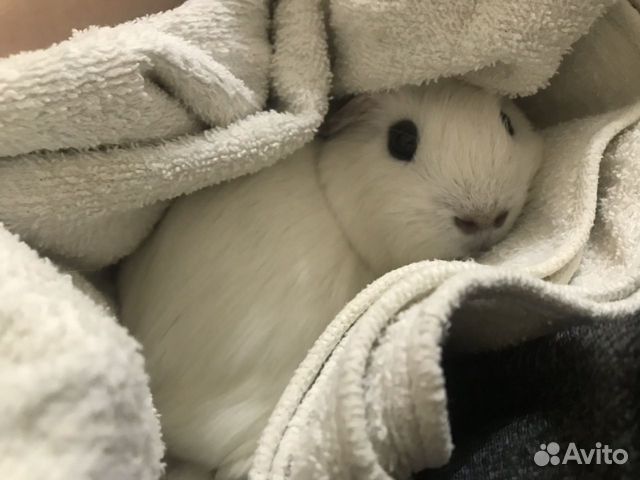 Отдам бесплатно породистую морскую свинку в добрые