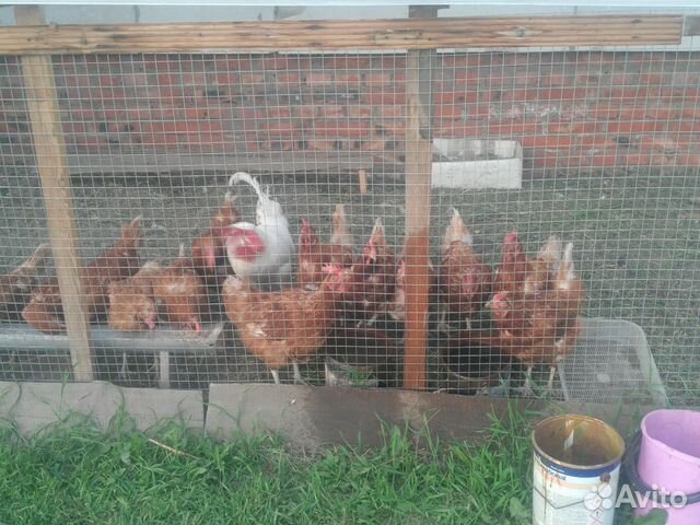 Продам семью кур несушек