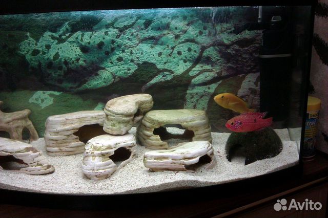 Аквариум, декорации, оснащение