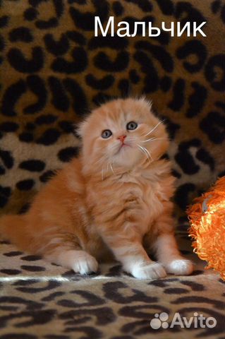 Милые шотландцы