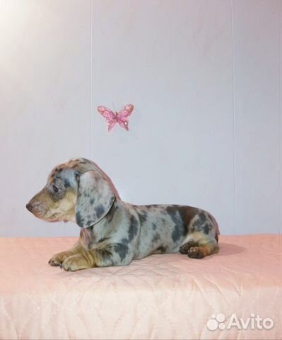 Самый сладкий шоколад