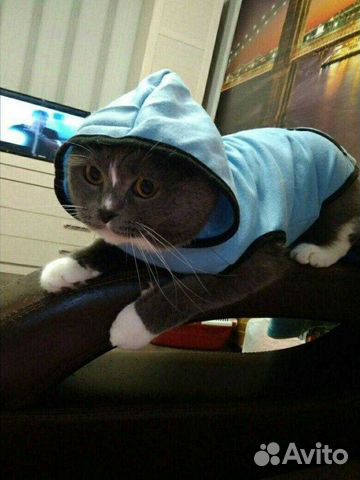 Вислоухий шотландец