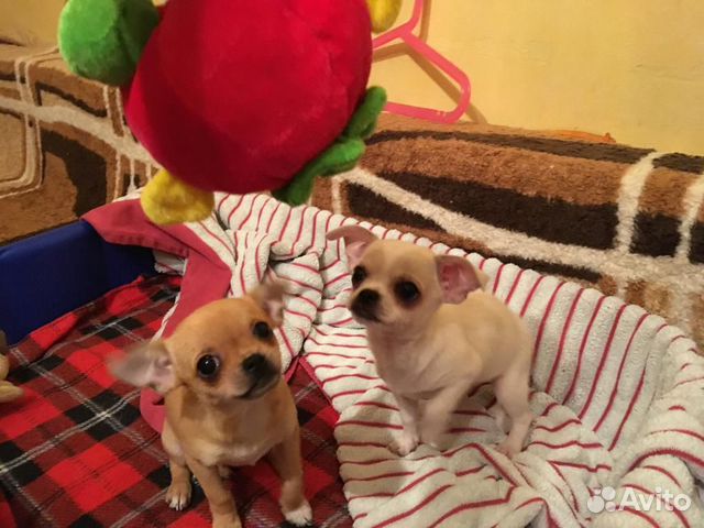 Щенки Чихуахуа