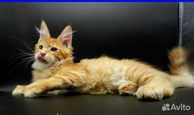 Шикарный красный котик