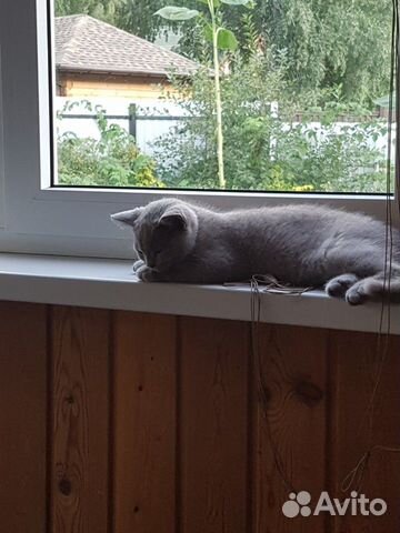 Кот Британец