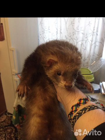 Продаю хорька