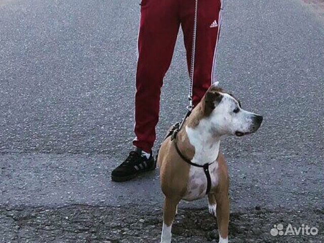 Отдам стаффа в хорошие руки