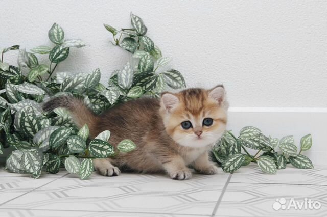 Британский короткошерстный Ashton BRI ny 25