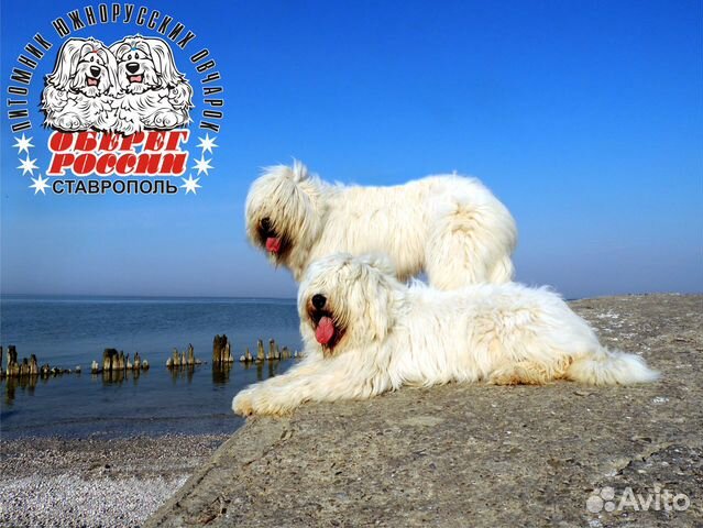 Щенок южнорусской овчарки