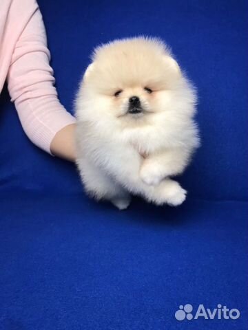 Кремовые мишки