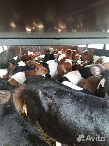 Телята.бычки-тёлки