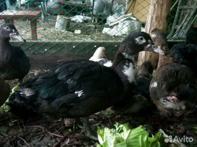 Индоутки селезни возможен обмен