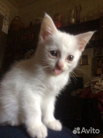 Котик британец бесплатно