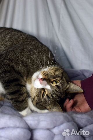 Самый лучший котик-антидепрессант