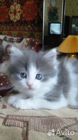Котята