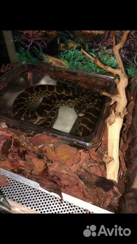 Парагвайская анаконда