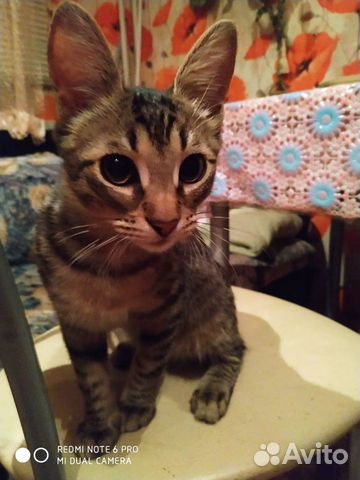 Красавец котенок Порш в хорошие ручки