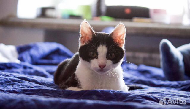 Пухля ищет дом Котику три месяца