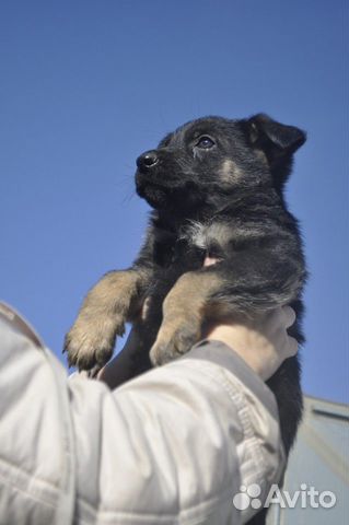 Великолепная шестёрка немецких овчарят