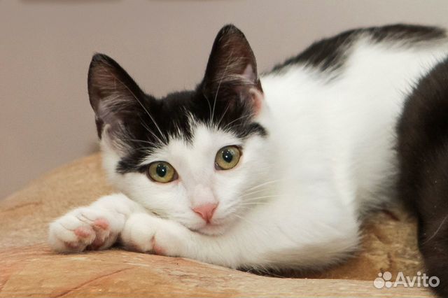 Очень ласковая девочка Молли 8-9 мес ищет дом