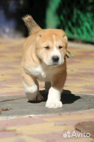 Красотки сао