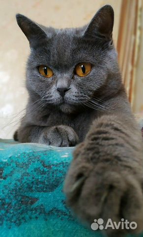 Британочка