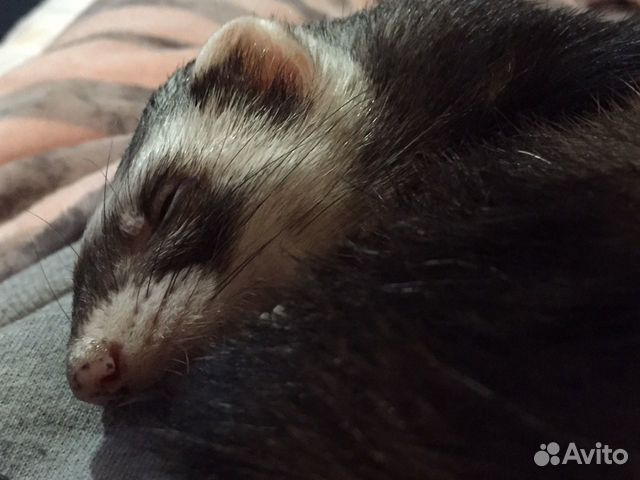 Отдам хорька