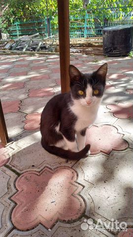 Кошечка крысолов