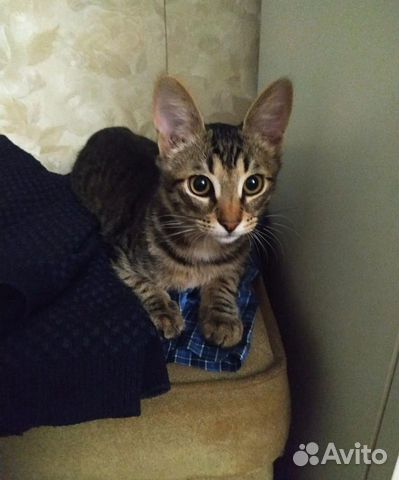 Ласковый Ёшкин - котенок в хорошие ручки