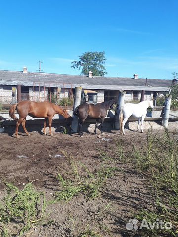 Продаются лошади