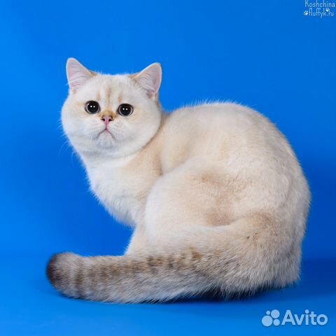 Продажа британского котика