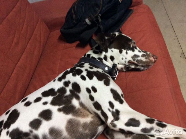 Собака в ответственные руки