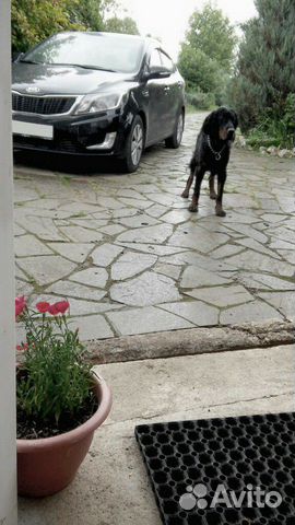 Вязка шотландский сеттер