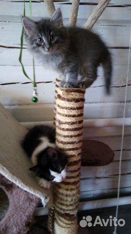Котятки в добрые руки)