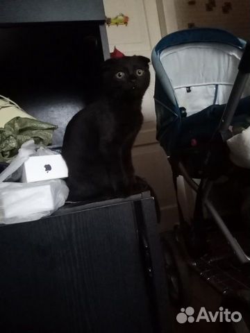 Шатландский вислоухий кот