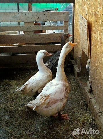 Семья гусей