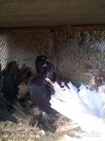 Голуби ростовские статные