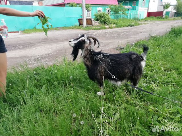 Продаю двойных коз