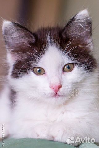 Котенок Зося в добрые руки