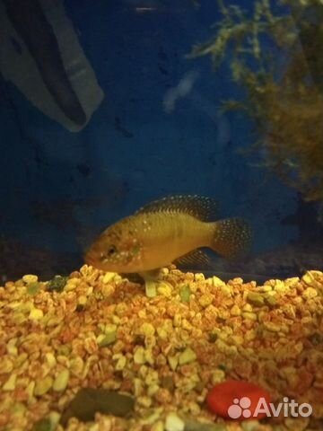 Хромис красавец