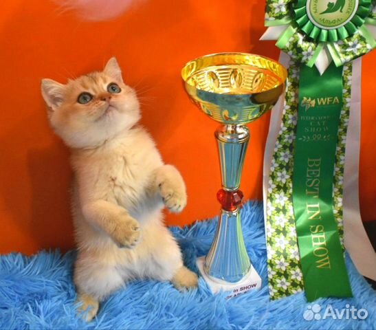 Малыш Calvin на разведение из закрытого питомника